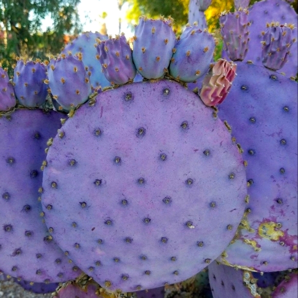 unbranded | Other | One Purple Prickly Pear Pad | Poshmark